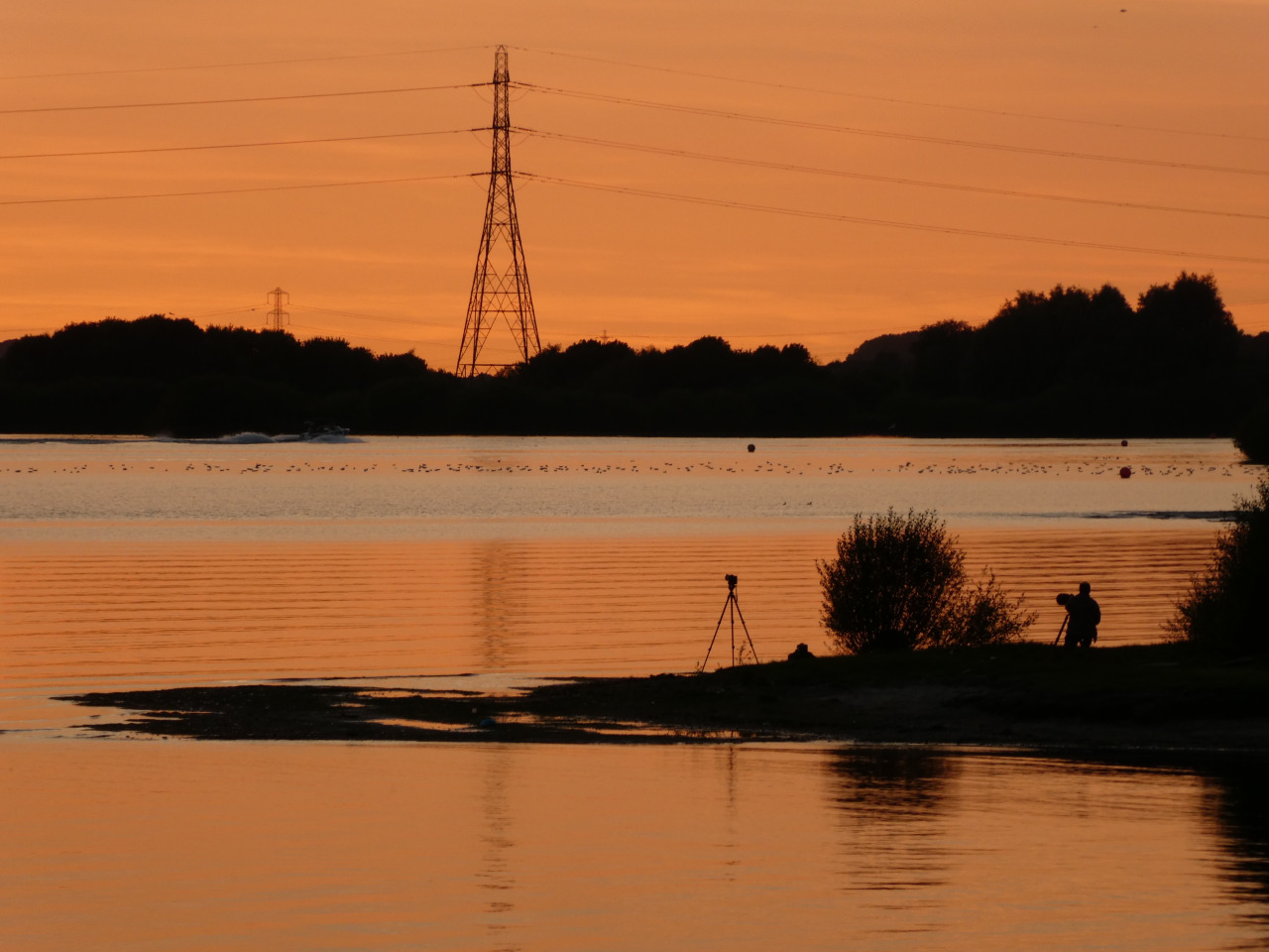 Fancy a signs of spring walk at Chasewater this Saturday ...