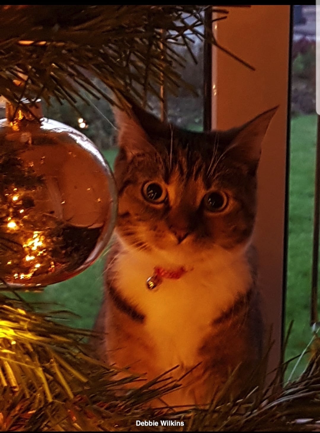 Debbie Wilkins | BrownhillsBob's Brownhills Blog